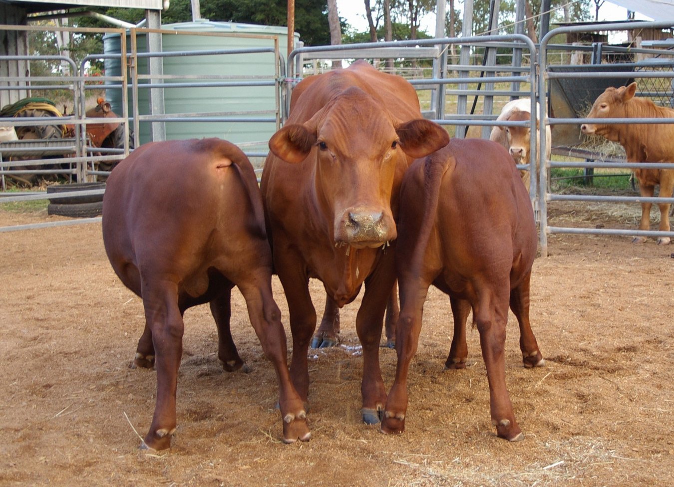 Breed | The Australian Senepol Cattle Breeders Association