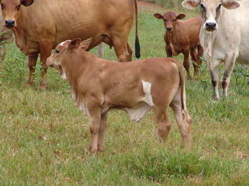 Breed | The Australian Senepol Cattle Breeders Association