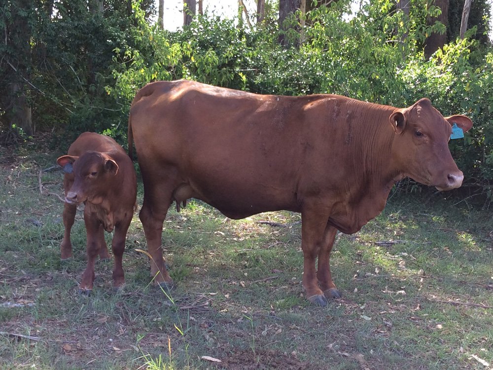 Breed | The Australian Senepol Cattle Breeders Association