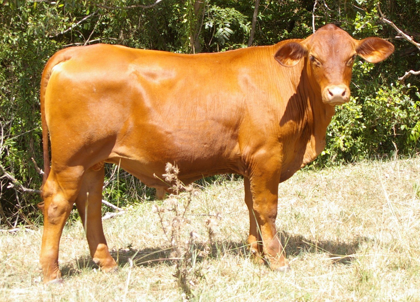 Breed | The Australian Senepol Cattle Breeders Association