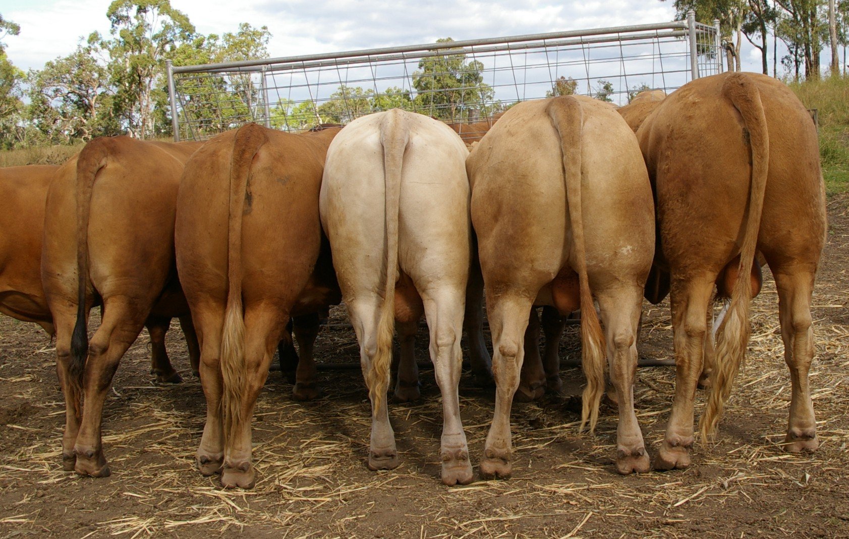 Breed | The Australian Senepol Cattle Breeders Association