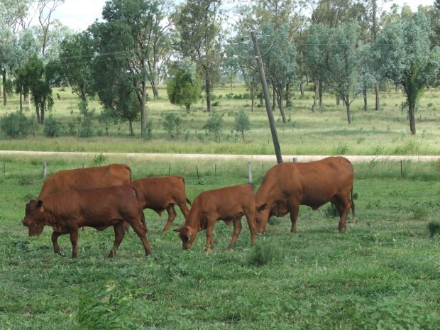 Breed | The Australian Senepol Cattle Breeders Association