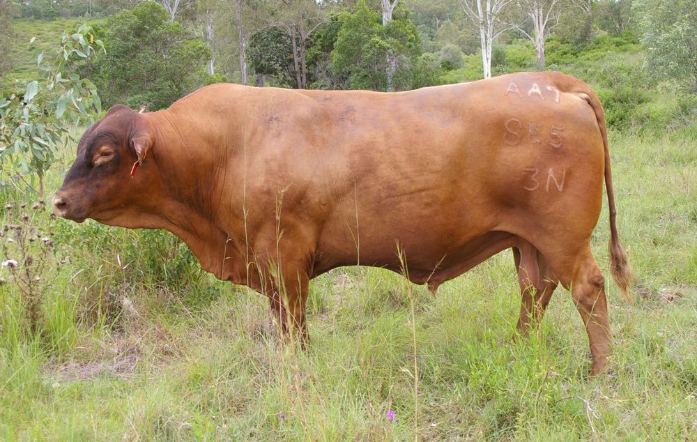 Breed | The Australian Senepol Cattle Breeders Association