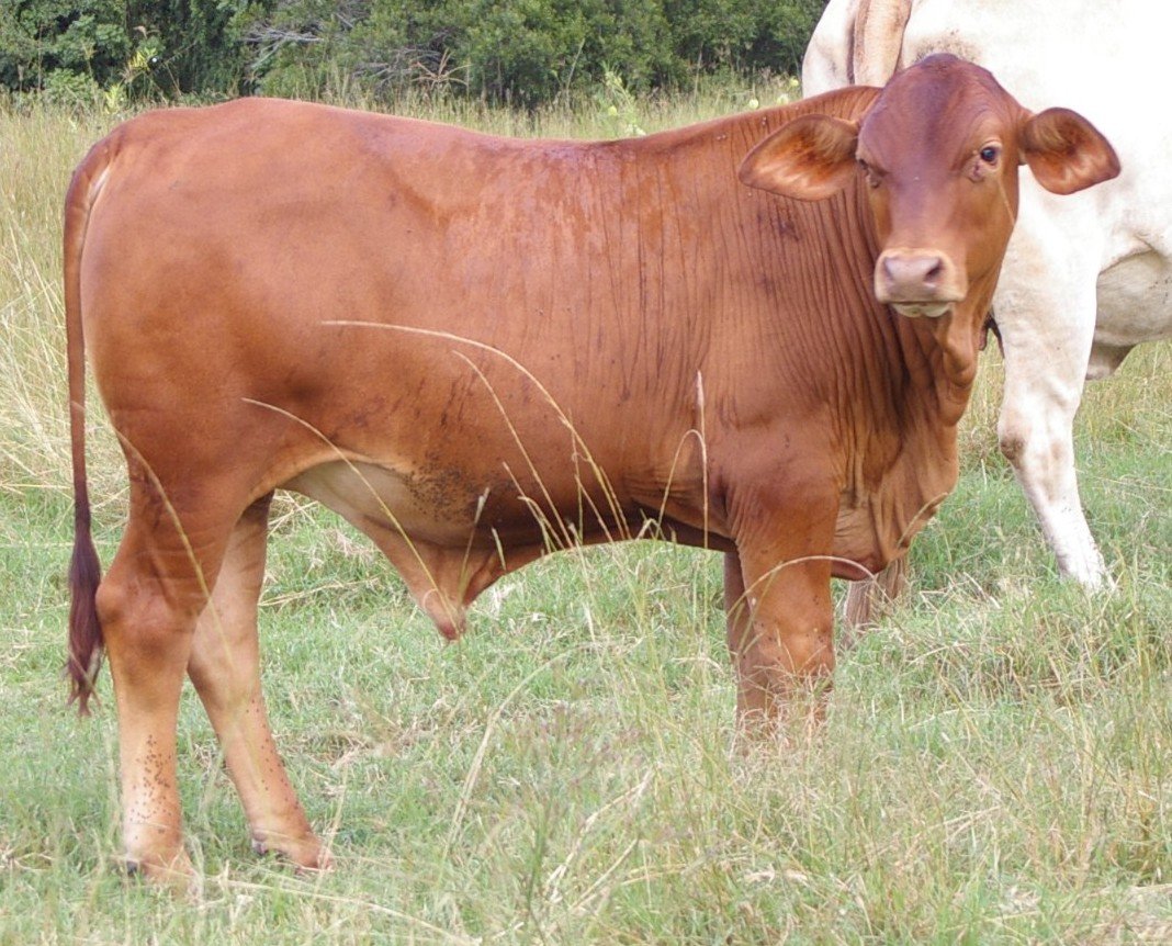 Breed | The Australian Senepol Cattle Breeders Association