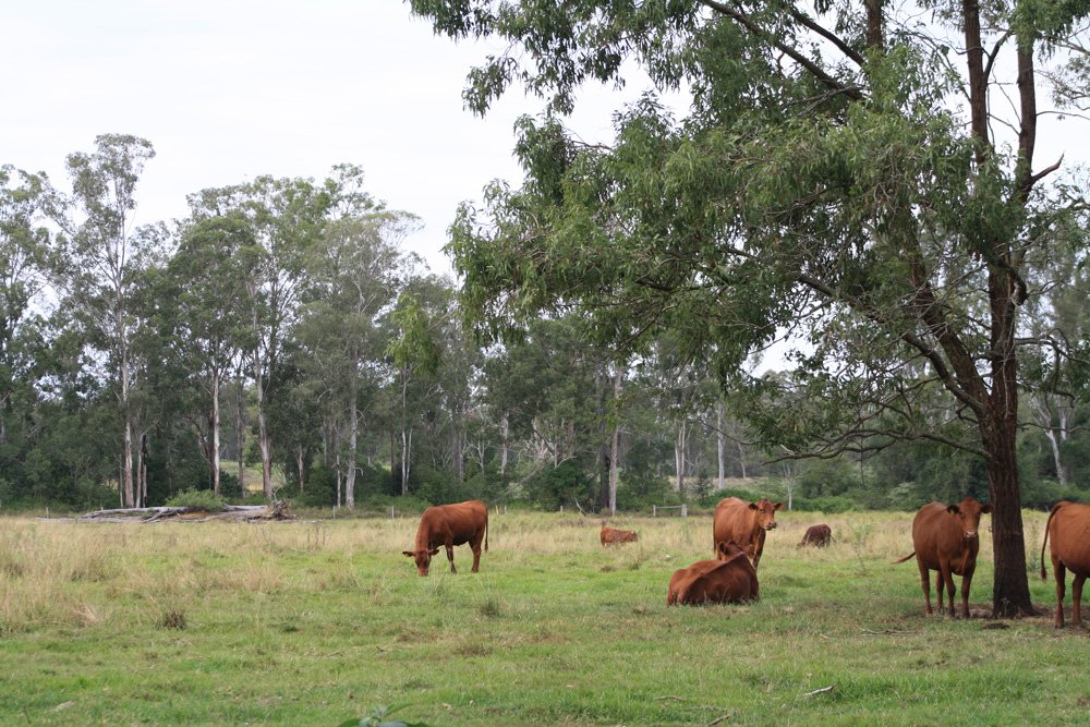 Breed | The Australian Senepol Cattle Breeders Association
