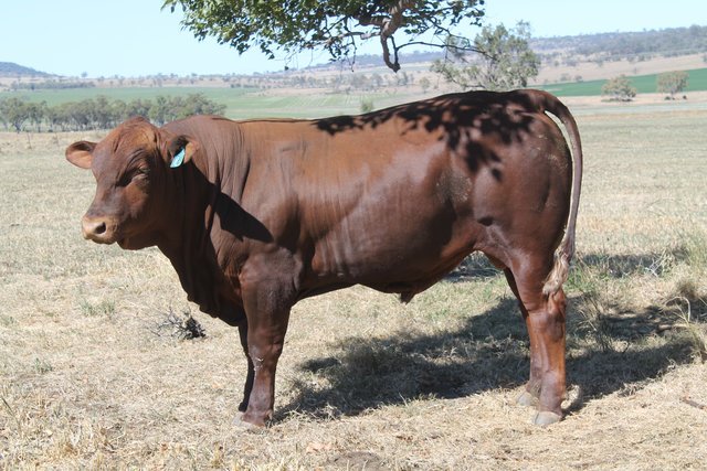 Breed | The Australian Senepol Cattle Breeders Association