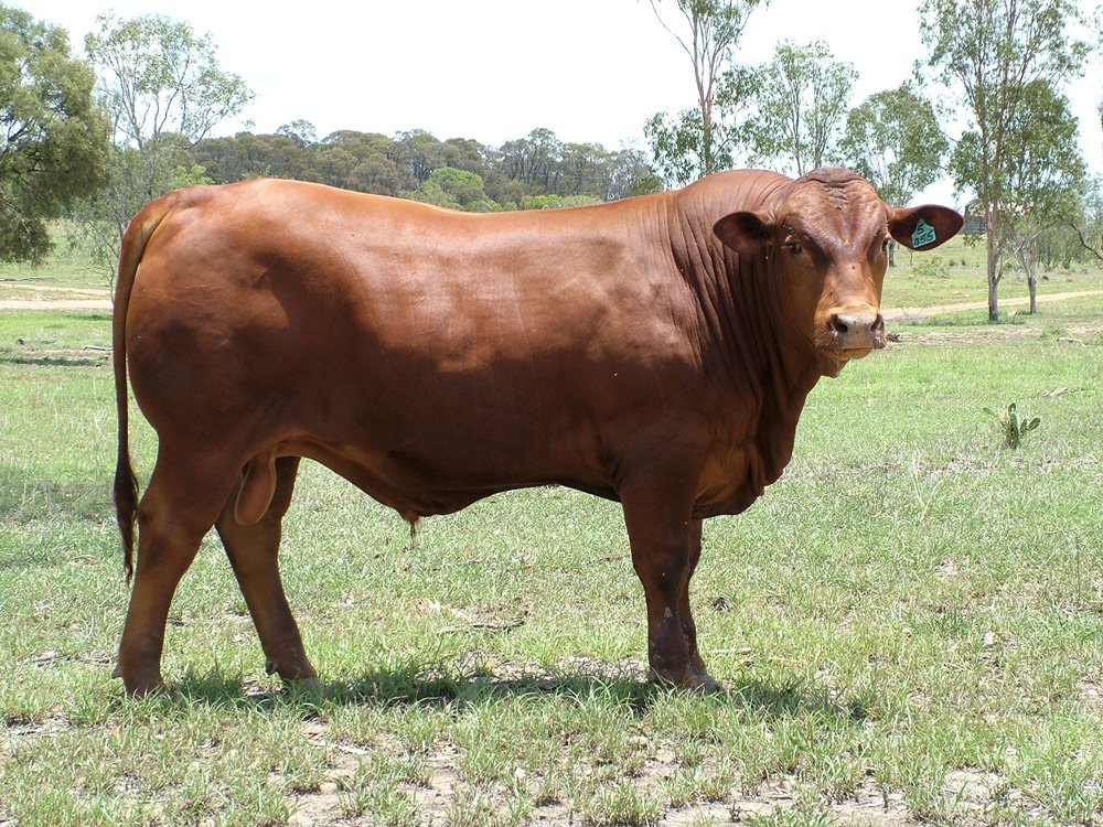 Breed | The Australian Senepol Cattle Breeders Association