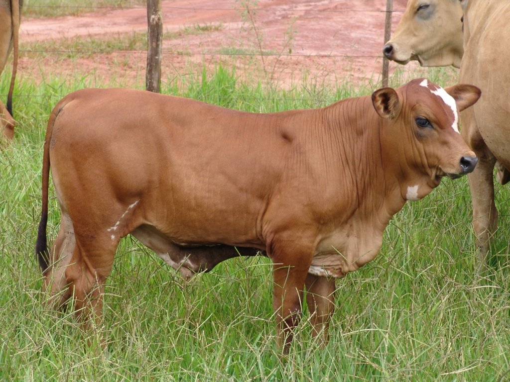 Breed | The Australian Senepol Cattle Breeders Association