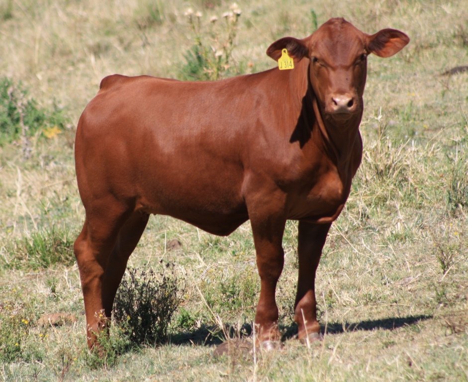 Breed | The Australian Senepol Cattle Breeders Association