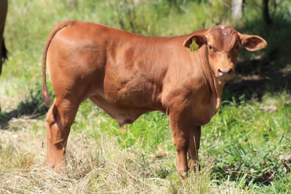 Breed | The Australian Senepol Cattle Breeders Association