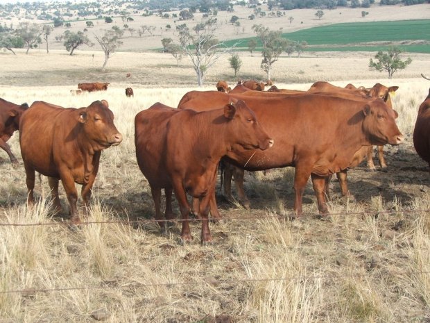 Breed | The Australian Senepol Cattle Breeders Association