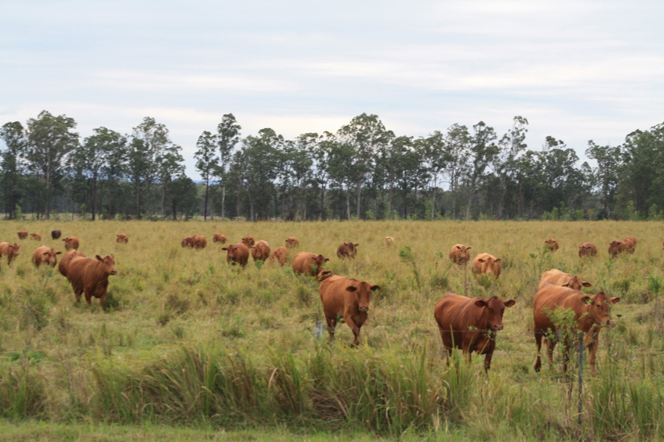 Breed | The Australian Senepol Cattle Breeders Association