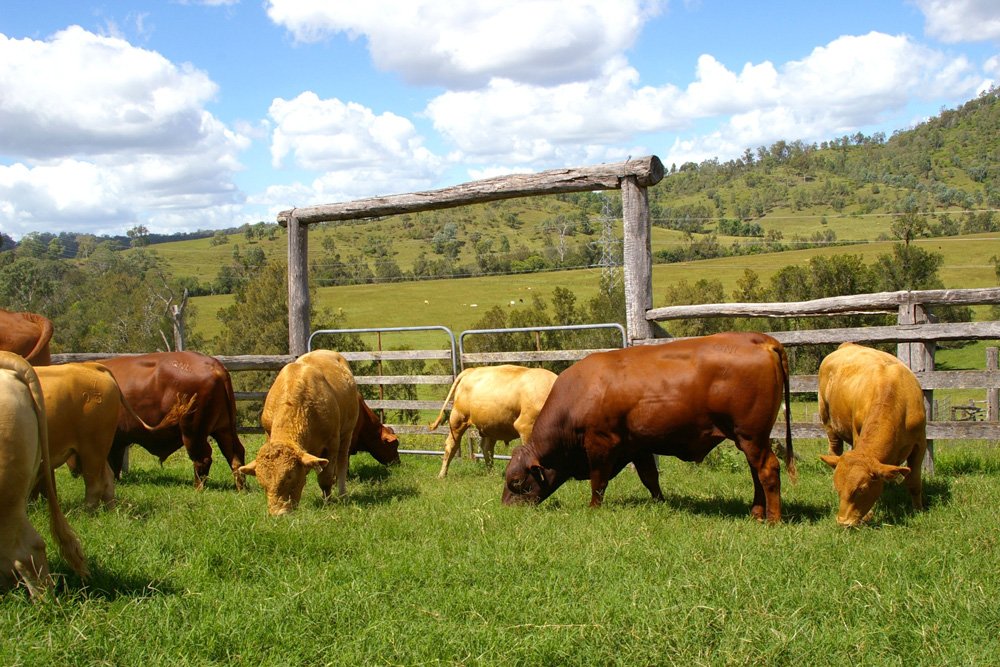 Breed | The Australian Senepol Cattle Breeders Association