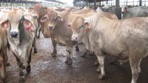 Breed | The Australian Senepol Cattle Breeders Association