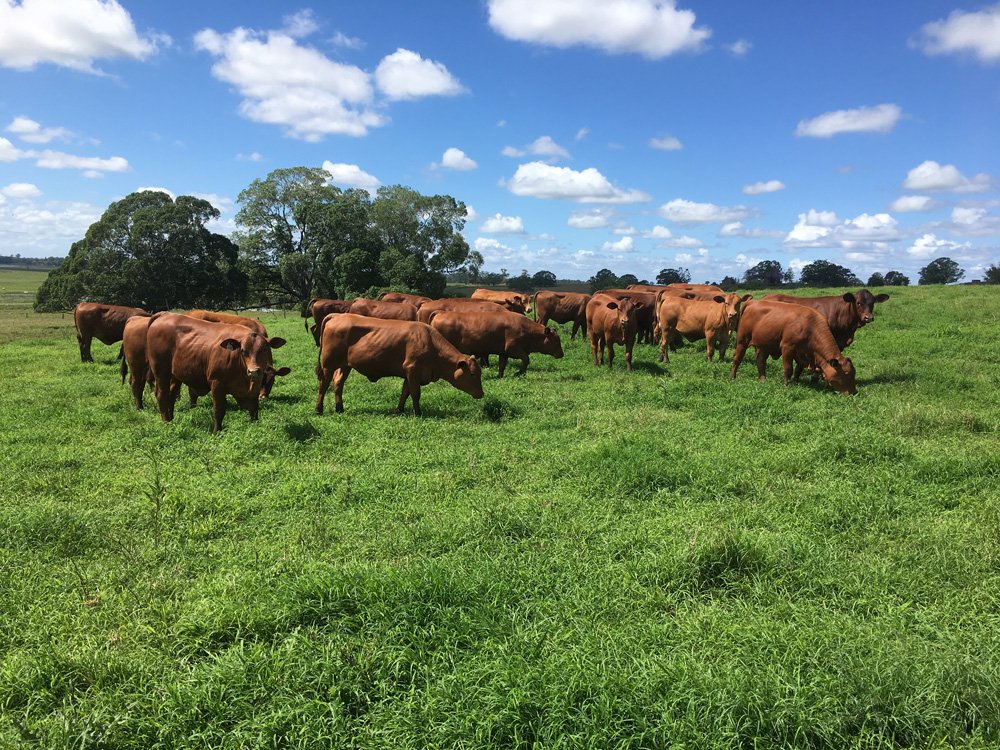 Breed | The Australian Senepol Cattle Breeders Association