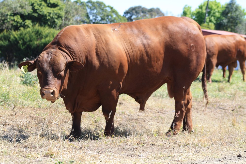 Breed | The Australian Senepol Cattle Breeders Association