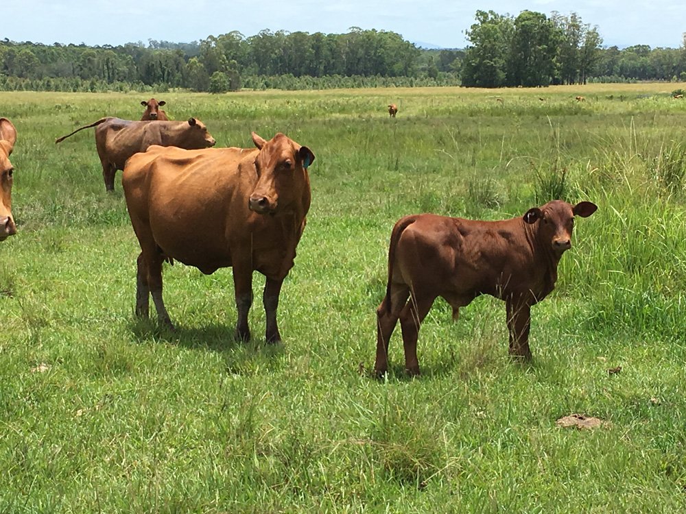 Breed | The Australian Senepol Cattle Breeders Association