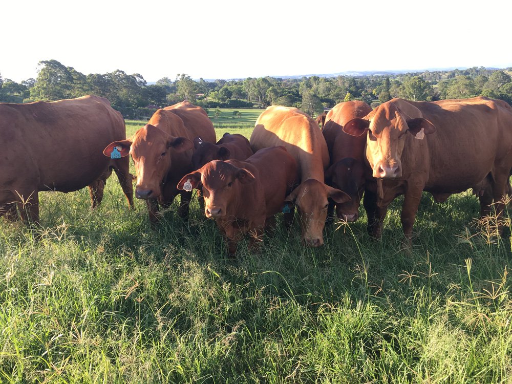 Breed | The Australian Senepol Cattle Breeders Association