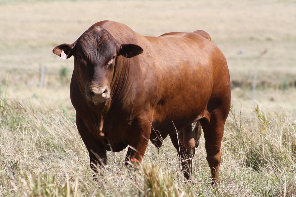 The Australian Senepol Cattle Breeders Association