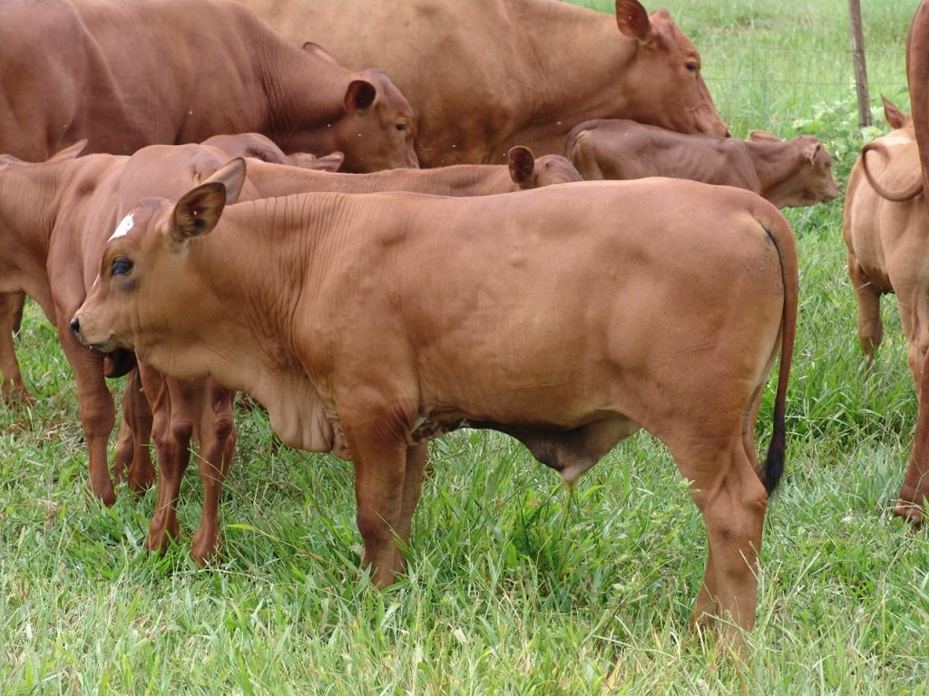 Breed | The Australian Senepol Cattle Breeders Association