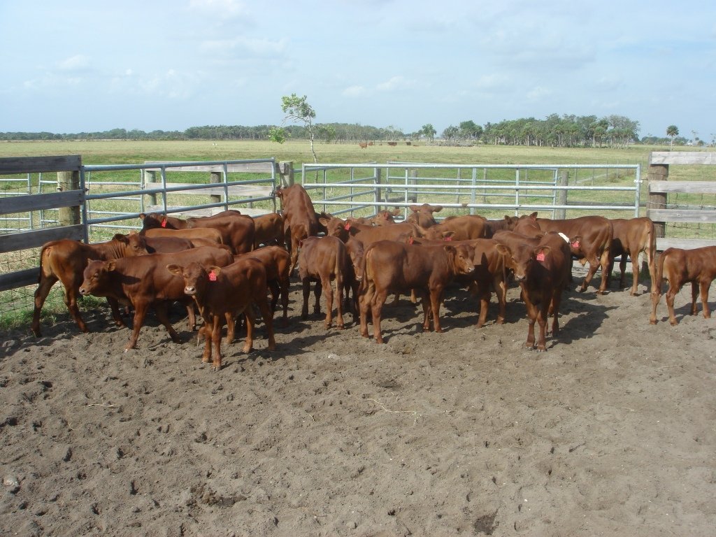 Breed | The Australian Senepol Cattle Breeders Association