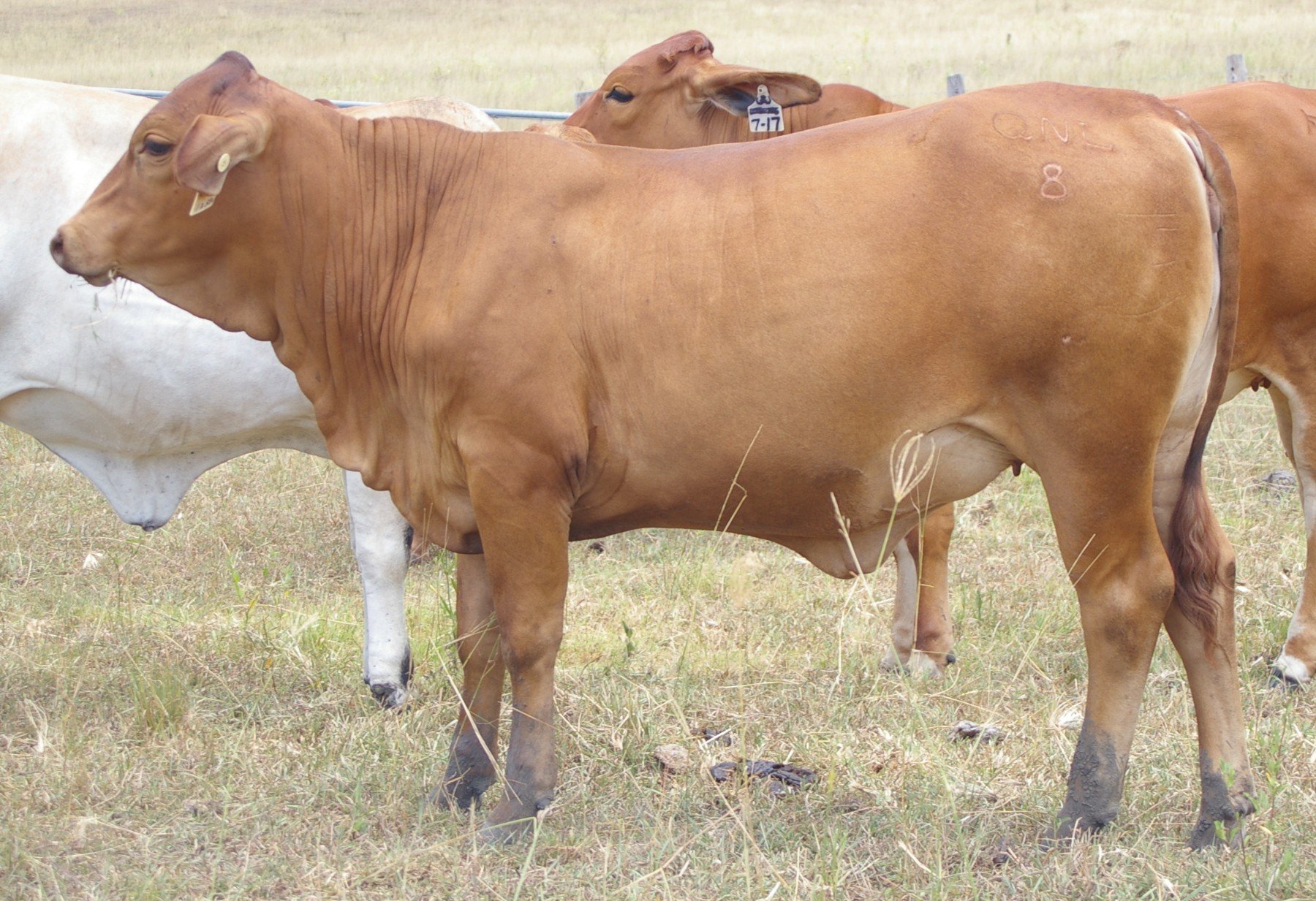 Breed | The Australian Senepol Cattle Breeders Association