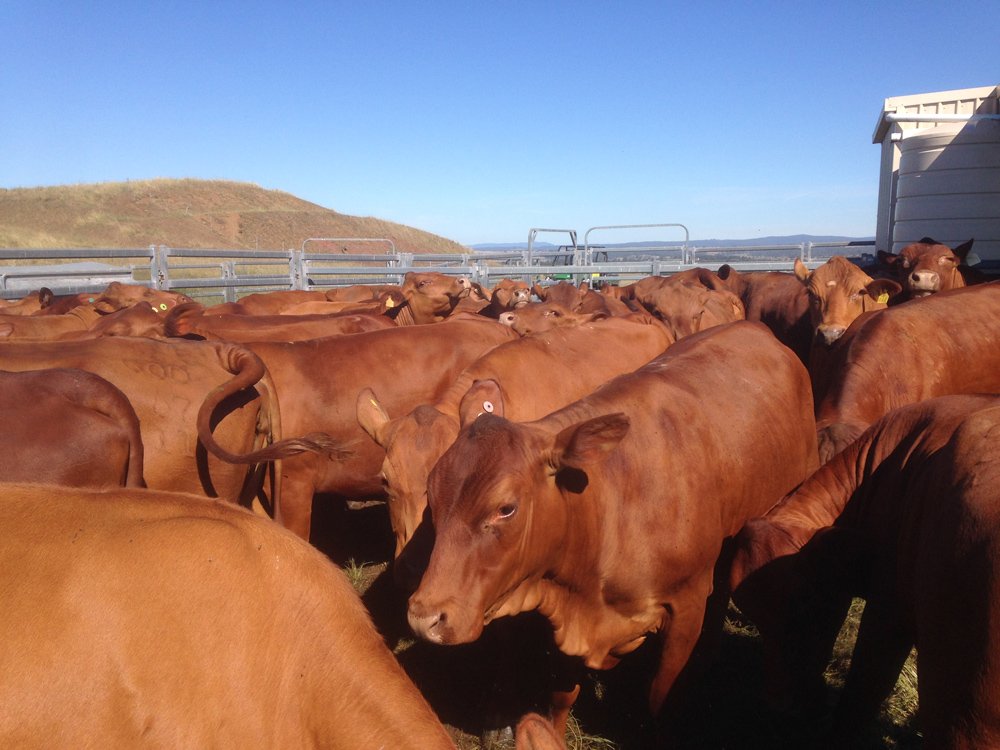 Breed | The Australian Senepol Cattle Breeders Association