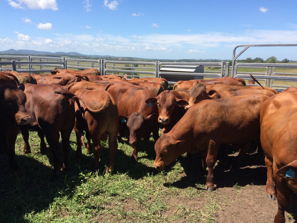 Breed | The Australian Senepol Cattle Breeders Association