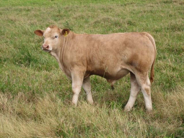 Breed | The Australian Senepol Cattle Breeders Association