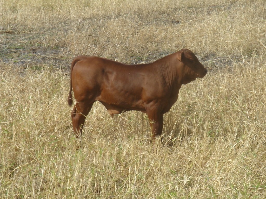 Breed | The Australian Senepol Cattle Breeders Association