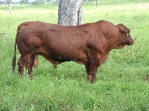 Breed | The Australian Senepol Cattle Breeders Association