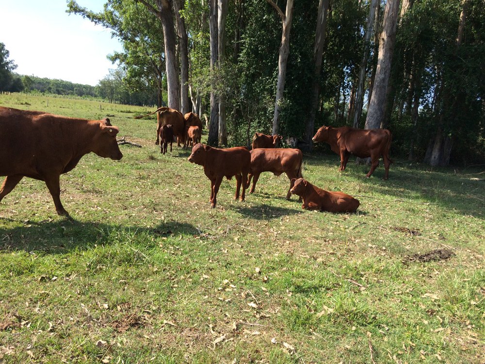 Breed | The Australian Senepol Cattle Breeders Association