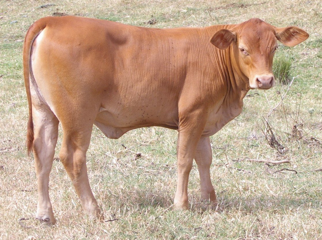 Breed | The Australian Senepol Cattle Breeders Association