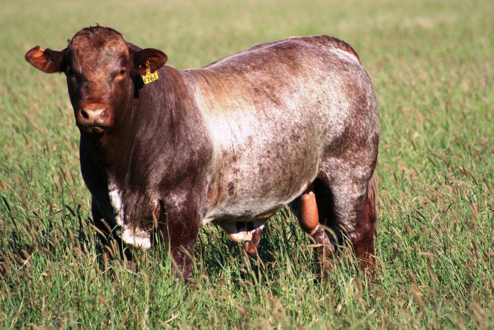 Breed | The Australian Senepol Cattle Breeders Association