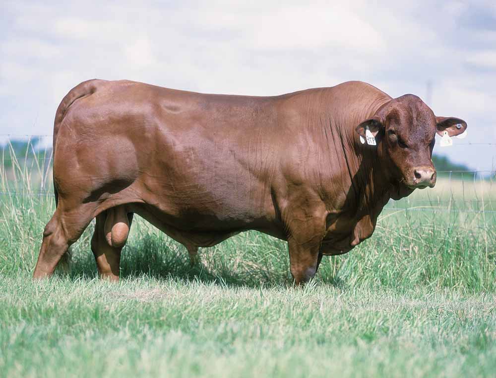 Breed | The Australian Senepol Cattle Breeders Association