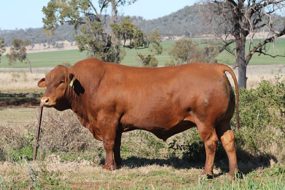 Breed | The Australian Senepol Cattle Breeders Association