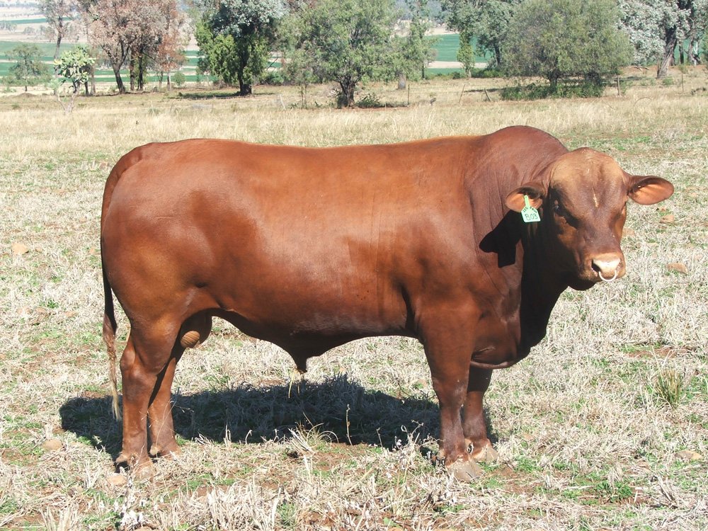 Breed | The Australian Senepol Cattle Breeders Association