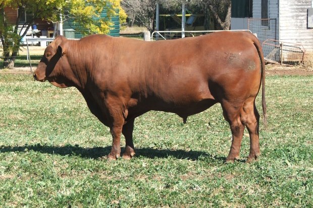 Breed | The Australian Senepol Cattle Breeders Association