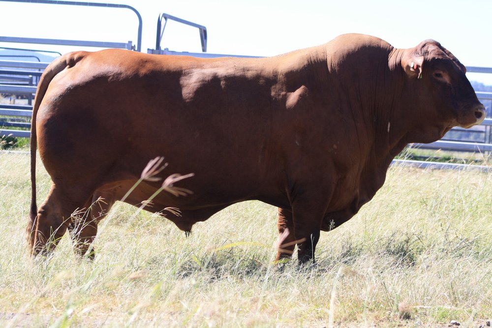 Breed | The Australian Senepol Cattle Breeders Association
