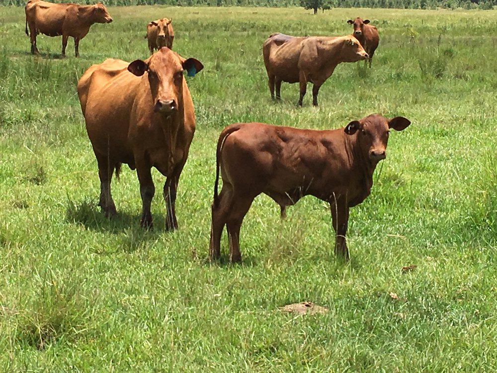 Breed | The Australian Senepol Cattle Breeders Association