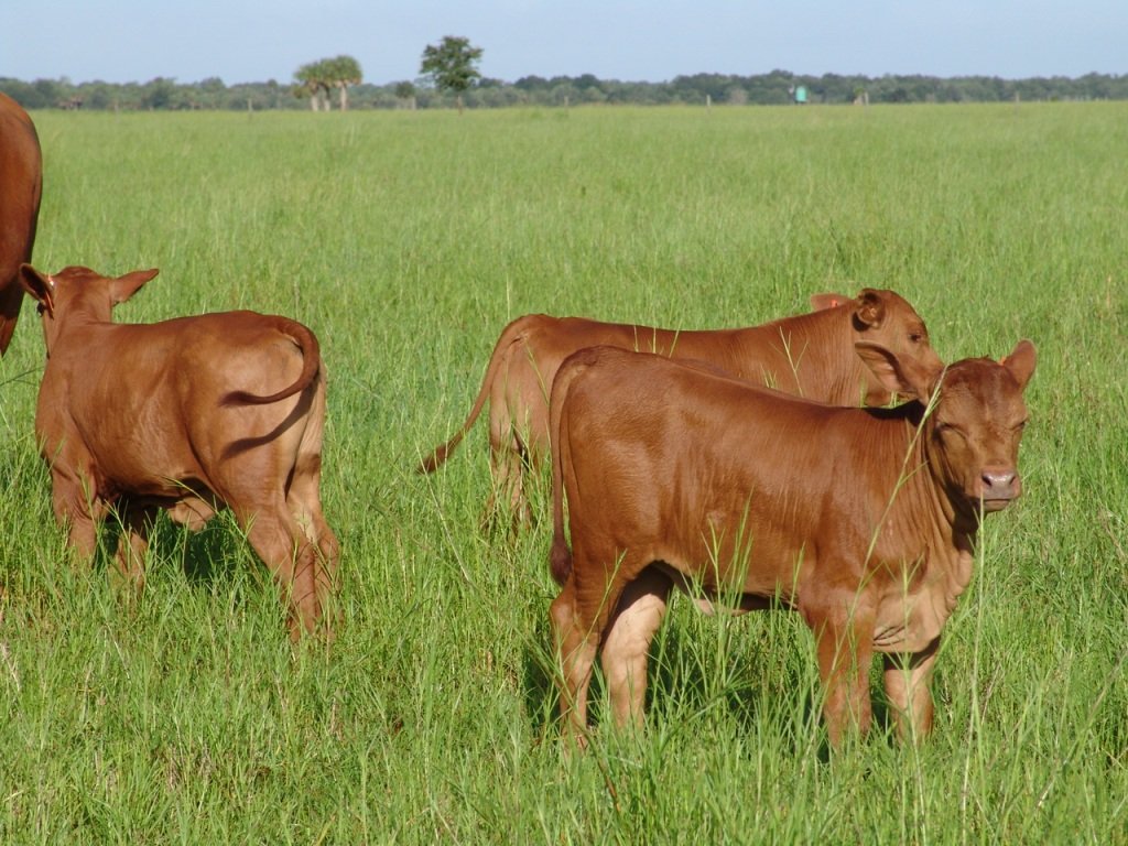 Breed | The Australian Senepol Cattle Breeders Association