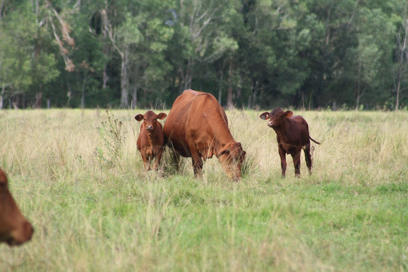 Breed | The Australian Senepol Cattle Breeders Association