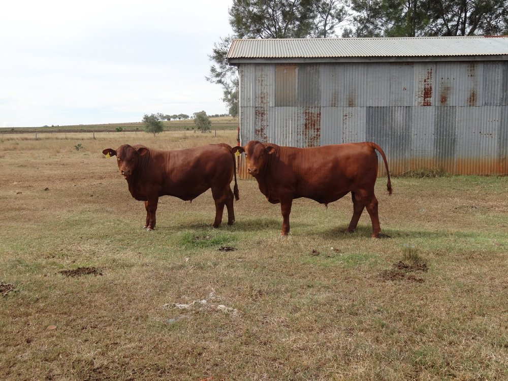 Breed | The Australian Senepol Cattle Breeders Association