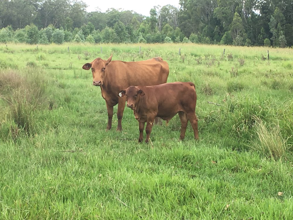 Breed | The Australian Senepol Cattle Breeders Association