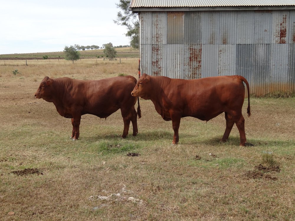 Breed | The Australian Senepol Cattle Breeders Association