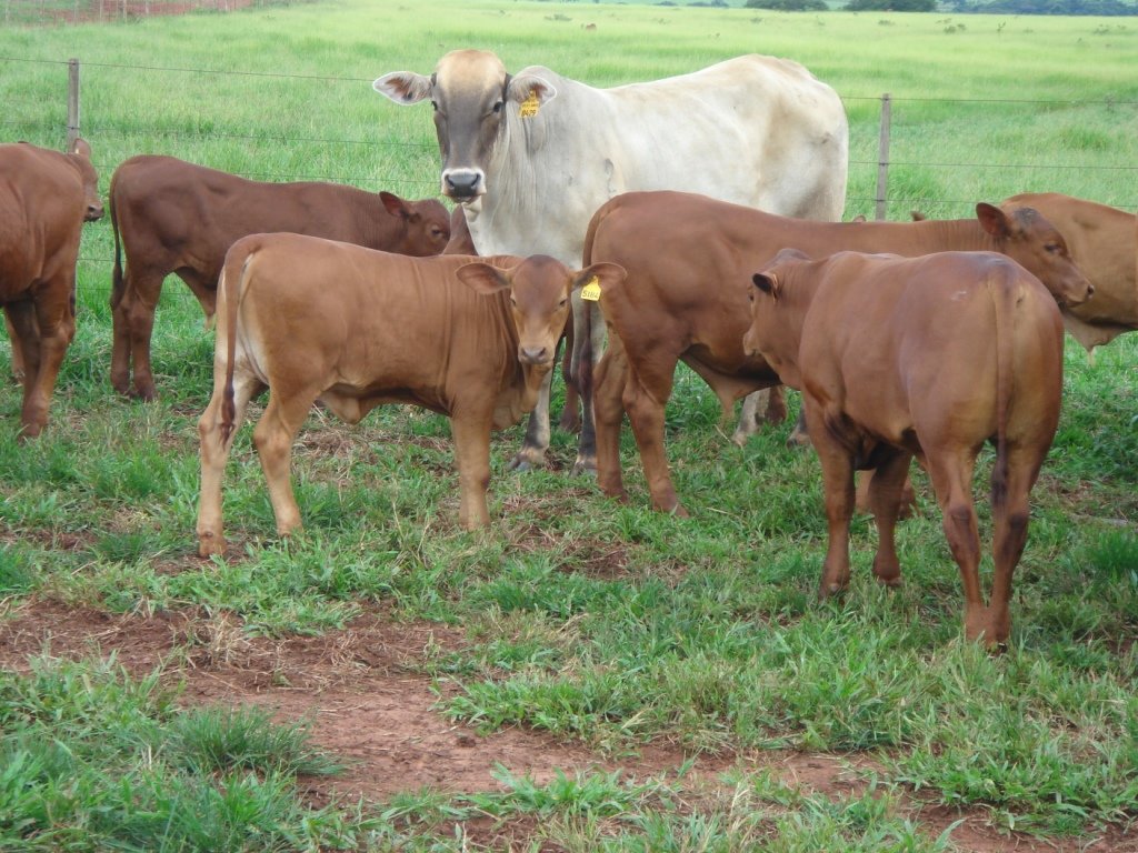 Breed | The Australian Senepol Cattle Breeders Association