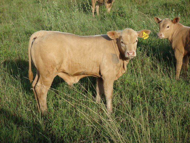 Breed | The Australian Senepol Cattle Breeders Association