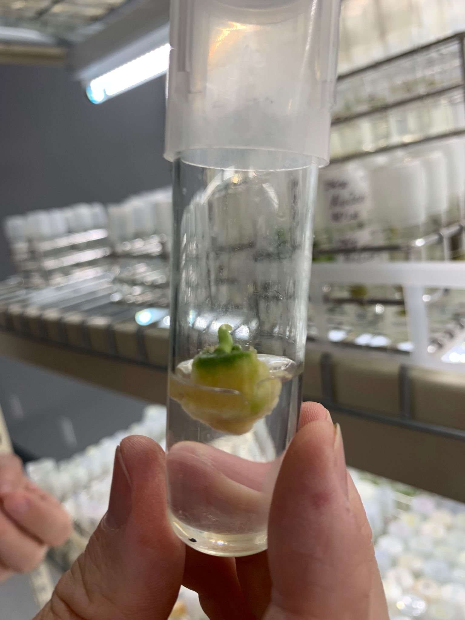 Sunshine State Vanilla | Growing Vanilla in Florida