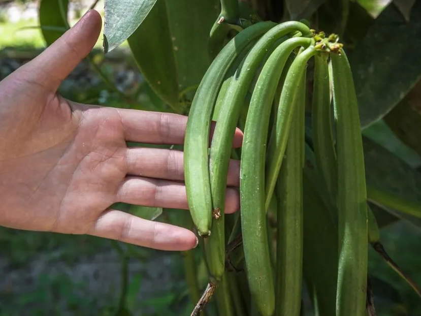 Sunshine State Vanilla | Growing Vanilla in Florida