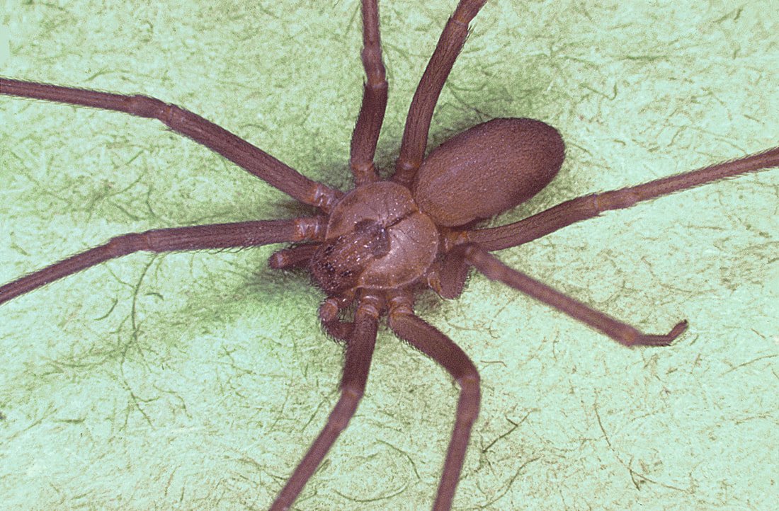 Are Black Widow Spiders and Brown Recluse Spiders Really Poisonous?